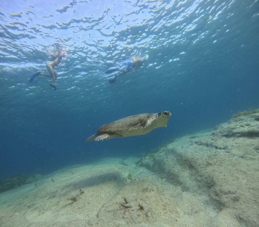 Saving the Sea Turtles of Cyprus - Paphos Nature