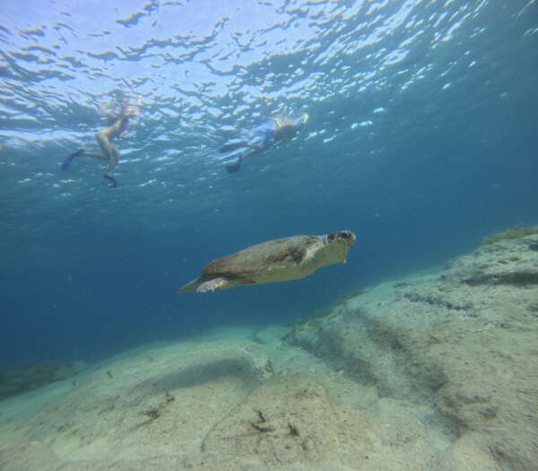 Saving the Sea Turtles of Cyprus - Paphos Nature
