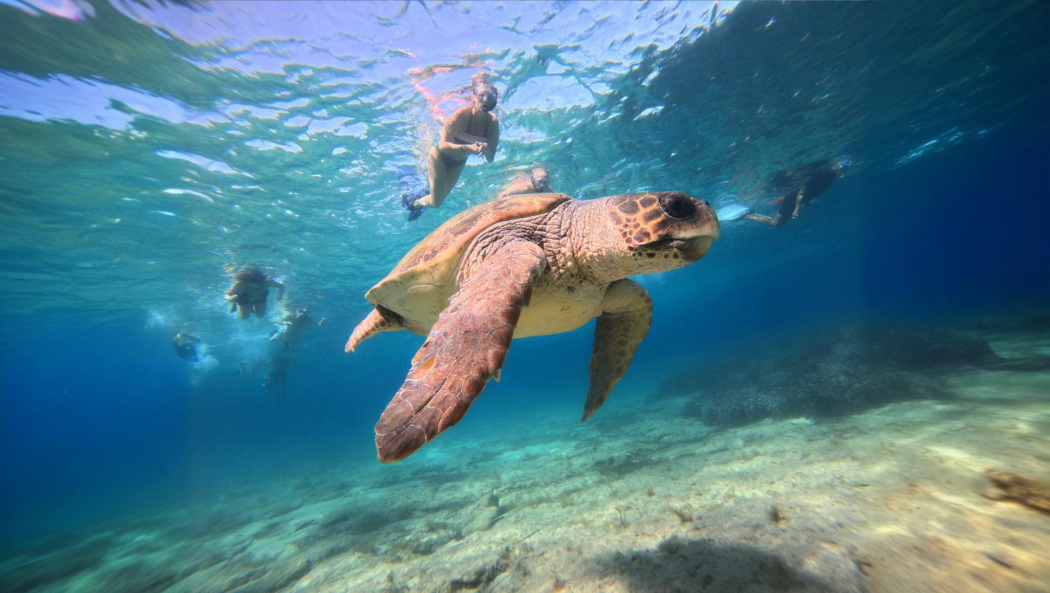 Half Day Turtle Watching - Paphos Nature